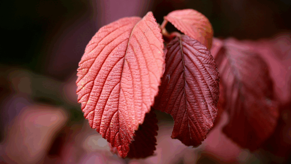 - Discover And Grow Rare Plants In The USA – Your Ultimate Guide To ...